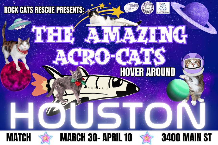 The Amazing Acro-Cats! | MATCH